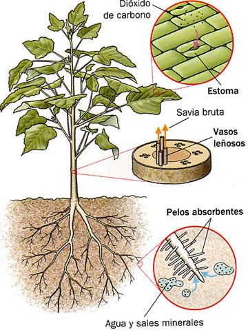 Educación Infantil - Proceso de Nutrición de las plantas 3º de Primaria